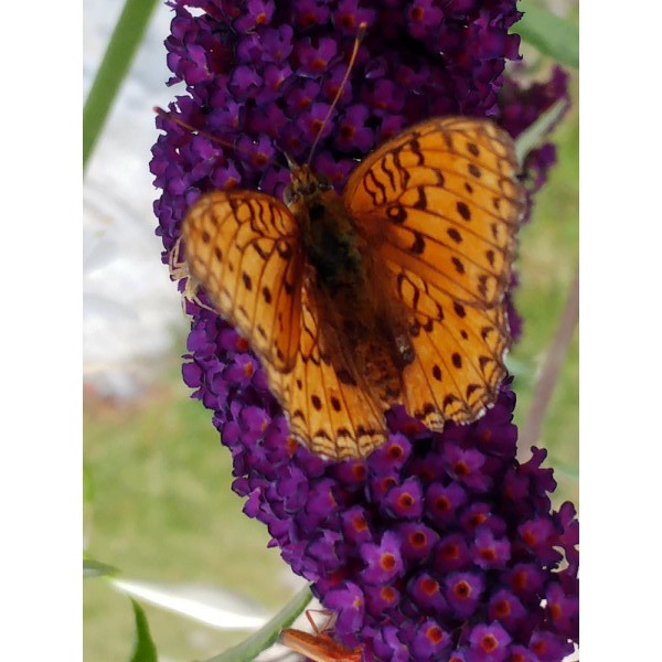 Liliac de vara Buddleja Davidii,, Royal Red