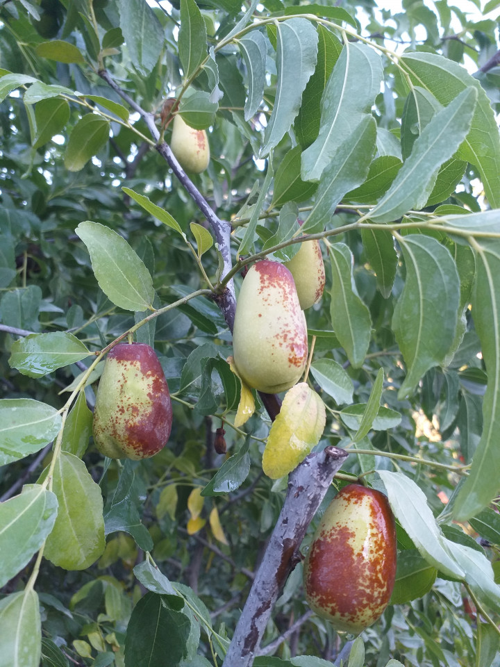 Curmalul Chinezesc ,Ziziphus jujuba LANG 170-200 CM LA GHIVECI