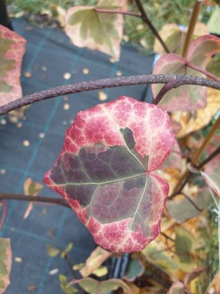 Iedera variegata Hedera Colchica dentata Variegata