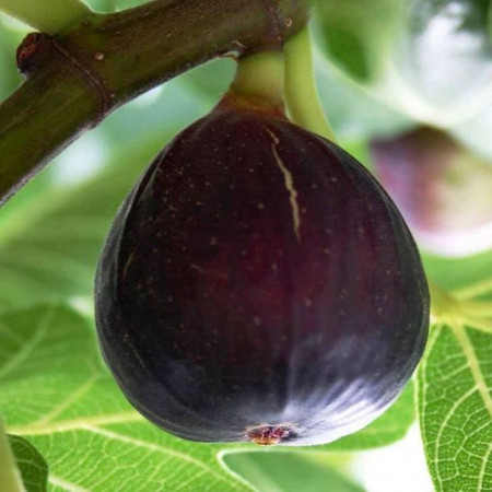 Smochin - Pepiniera Peris | Arbusti fructiferi exotici si ornamentali ...