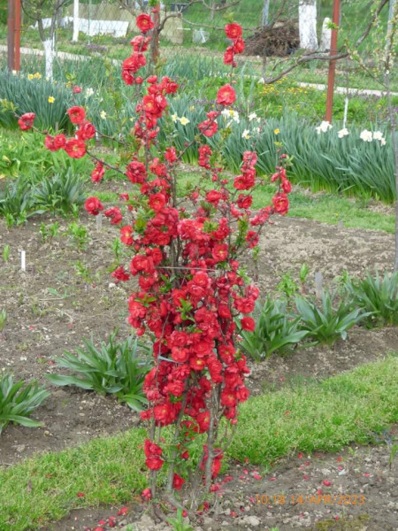 CHAENOMELES SPECIOSA SCARLET STORM 100-120 CM