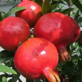 Smochini,kiwi ,, kaki si alte plante exotice