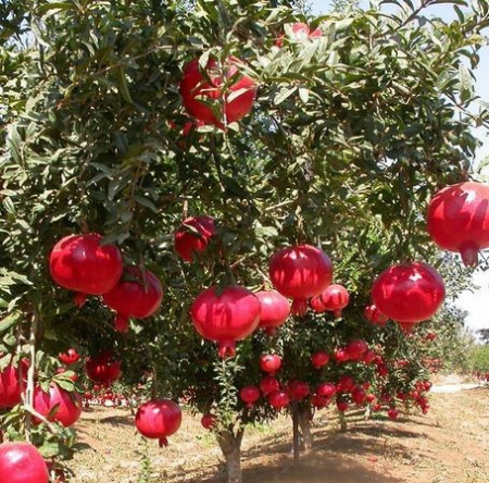 Rodia -rodie( Punica Granatum Wonderful)