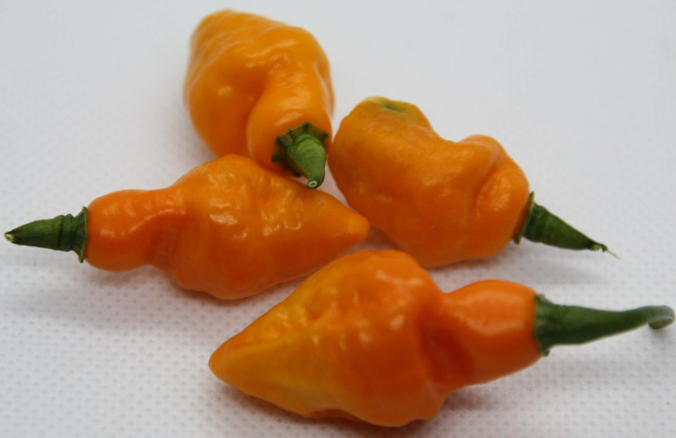 Ardei iute CGN 21566