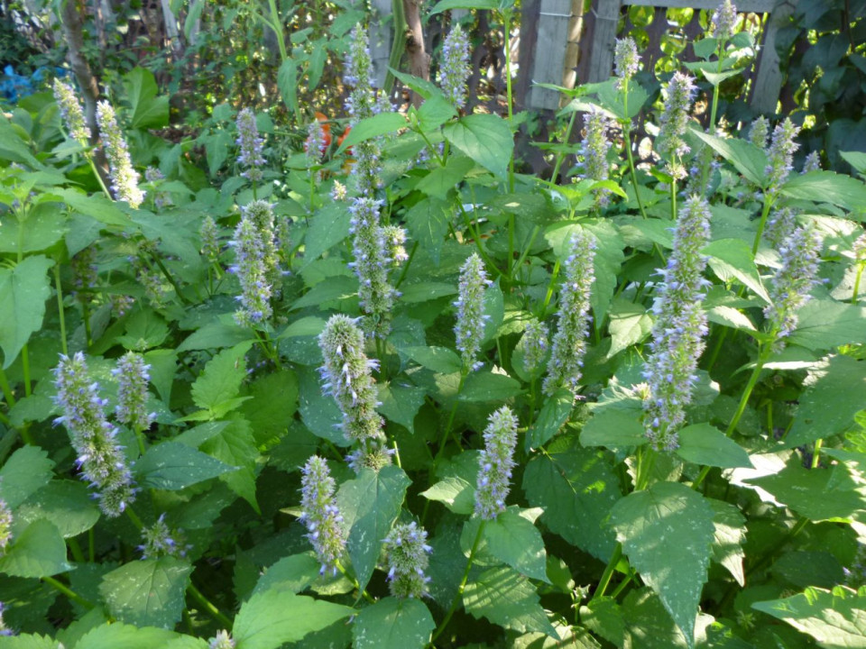 Lofant-Lophanthus Anisatus Benth