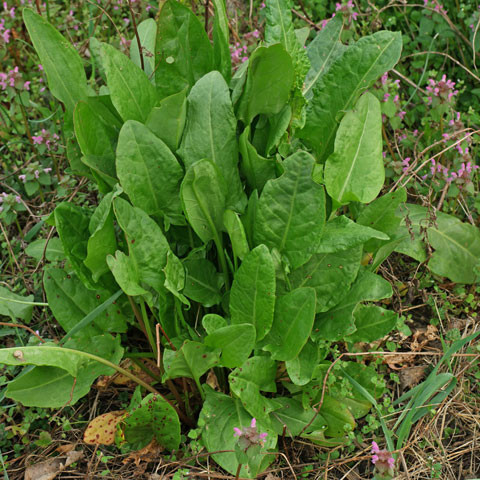 Macris-Rumex acetosa