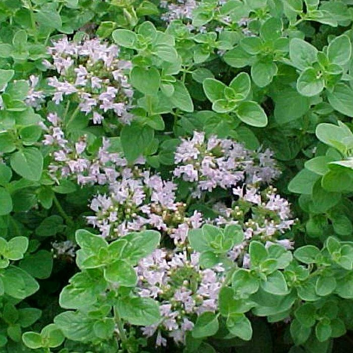 Maghiran-Origanum majorana
