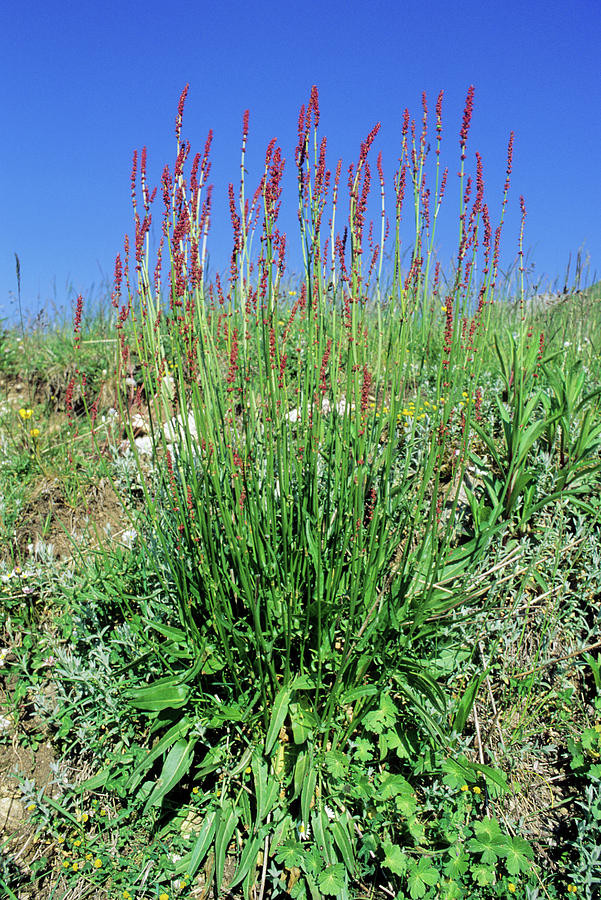 Macris-Rumex acetosa