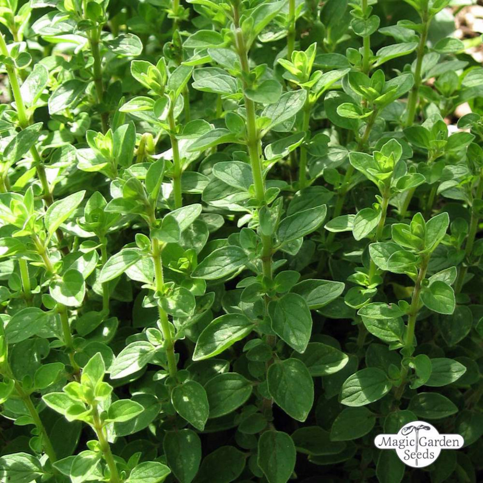 Maghiran-Origanum majorana