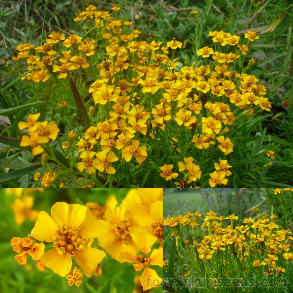 Tarhon Mexican-Tagetes Lucida