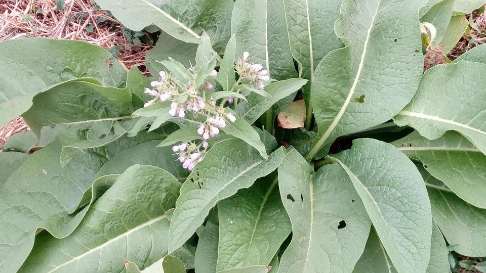 Tataneasa-Symphytum officinale