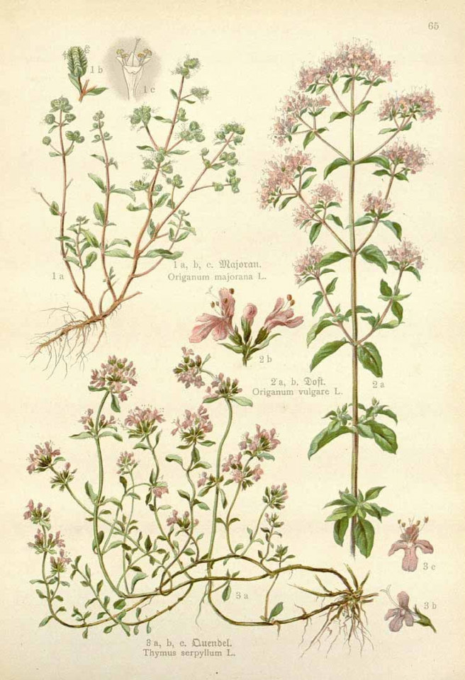 Maghiran-Origanum majorana