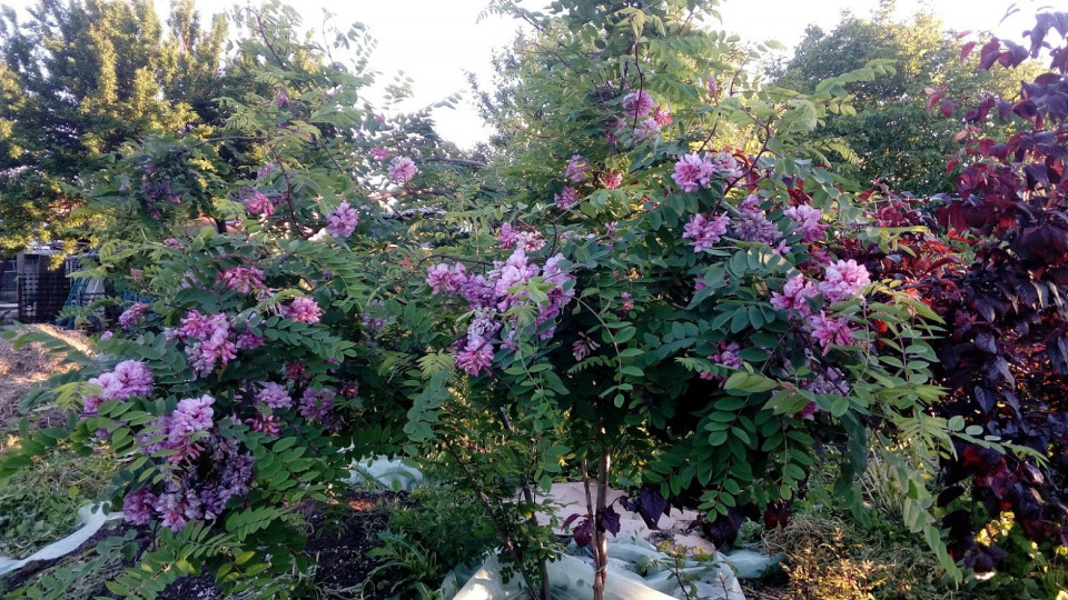 Salcam roz-Robinia Hispida