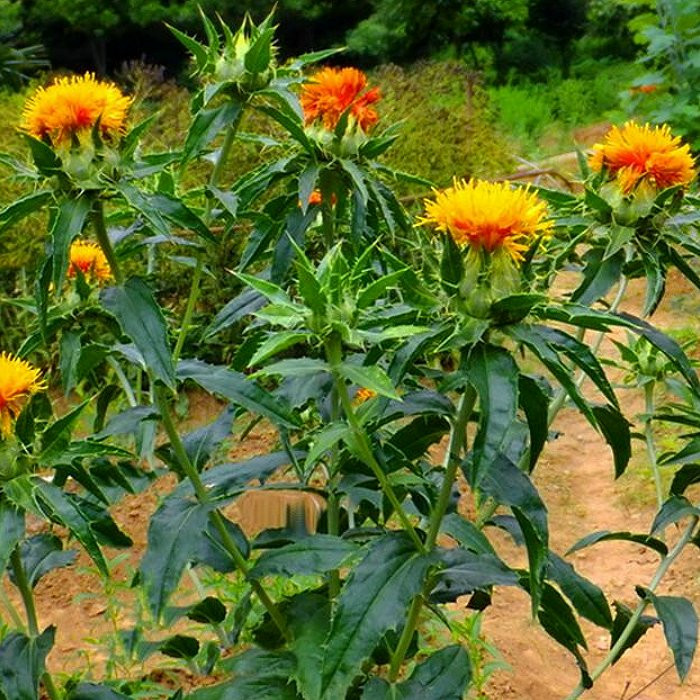 Sofranel-Carthamus tinctorius