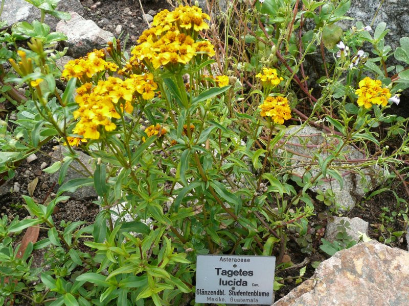 Tarhon Mexican-Tagetes Lucida