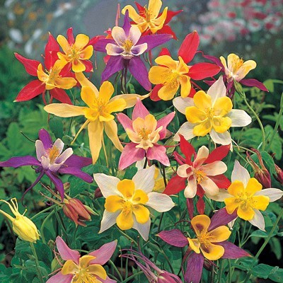 Caldarusa-Aquilegia McKana Giant Hybrids