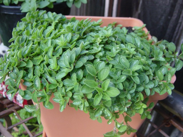 Maghiran-Origanum majorana