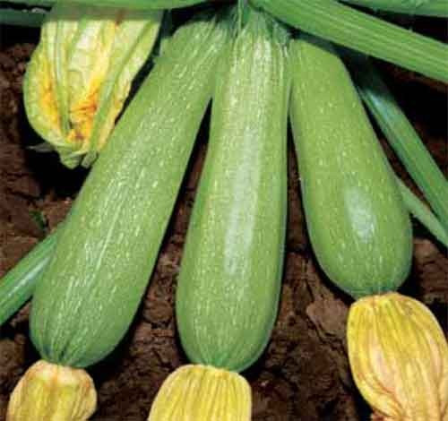 Dovlecel timpuriu fara vrej Radu