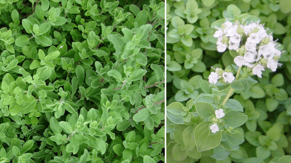 Maghiran-Origanum majorana