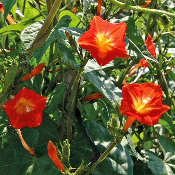 Zorele-Ipomoea Hederifolia Orange