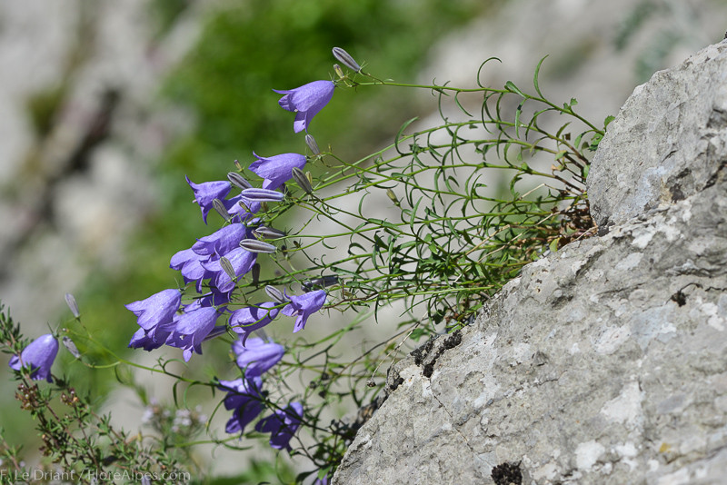 Campanula Rotundifolia