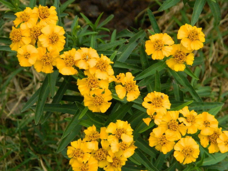 Tarhon Mexican-Tagetes Lucida