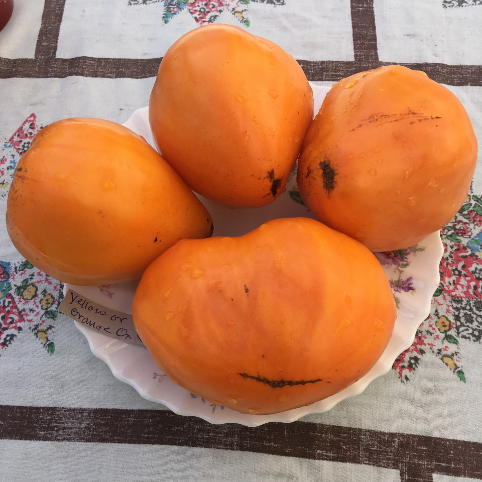 Tomate Inima de Bou Orange