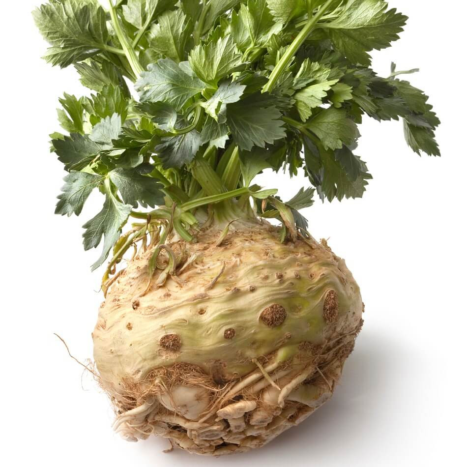 Telina de radacina Giant Prague