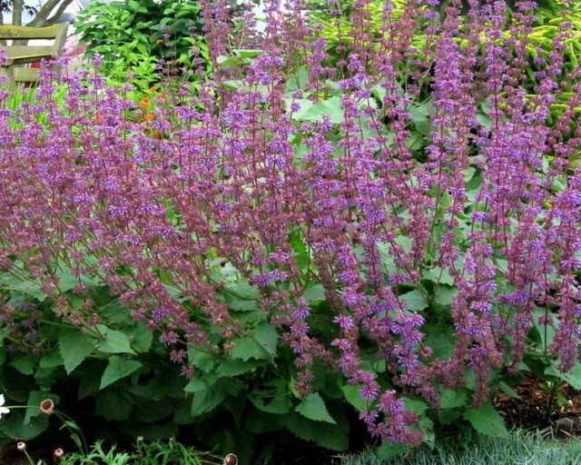 Salvia Verticillata Purple Rain