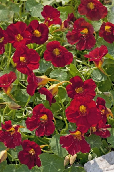 Condurasi Crimson Emperor