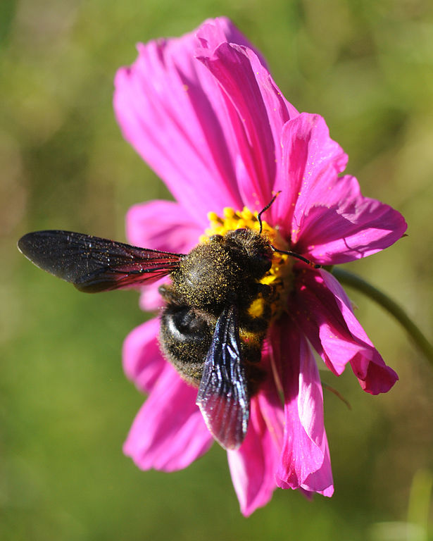 O specie de albina disparuta reapare la viata surprizator