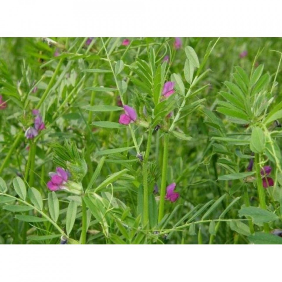 Seminte Mazariche de primavara 1kg