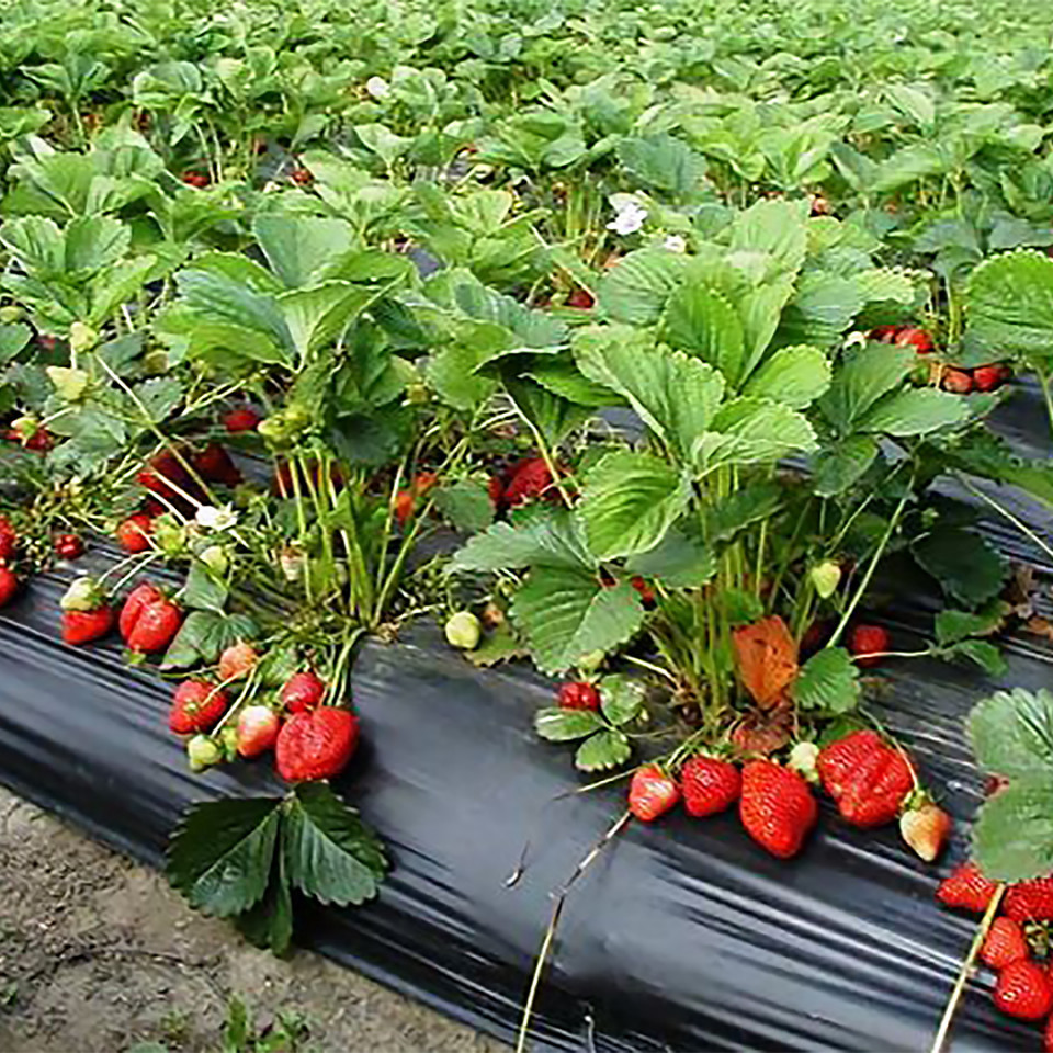 Malč folija za jagode (sivo-crna) 1.2m x 1000m 30mic - dvoredna