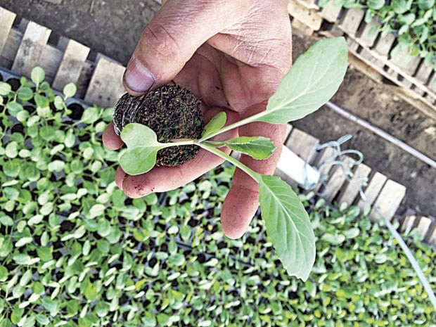 Kontejner za rasad 28 polja - 10kom. GARDENNATURA