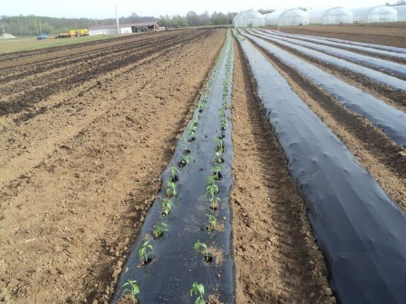 Malč folija 1.2m x 3000m 15mic DALIN