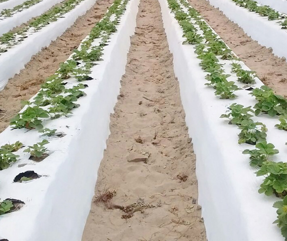 Malč folija za jagode (crno-bela) 1.2m x 1000m 30mic - dvoredna