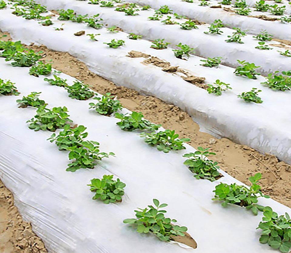 Malč folija za jagode (crno-bela) 1.2m x 1000m 30mic - dvoredna