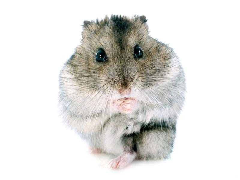 Ce rase de hamsteri sunt potrivite ca animal de companie