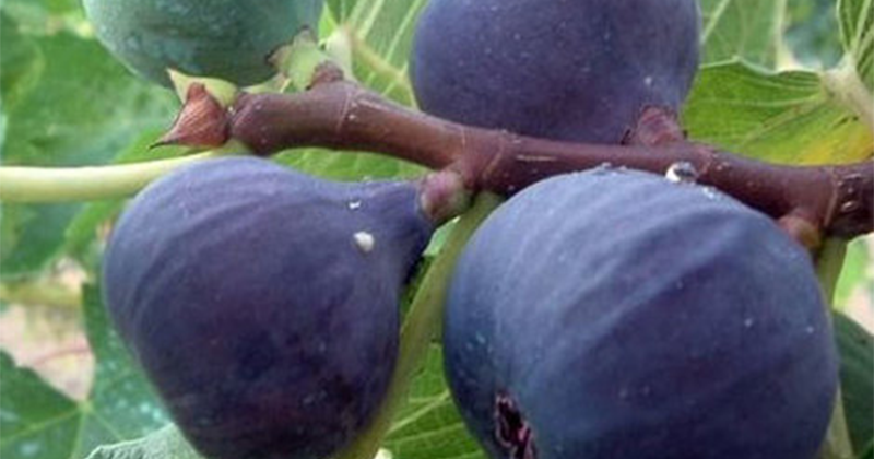 Smochin Turca (ghiveci 3 l), butasi de smochini fructe coaja neagra ...