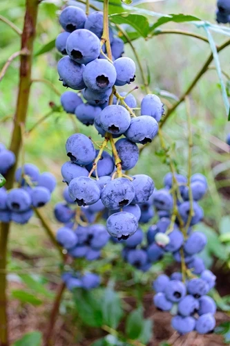 Afin Bluegold, butasi de afine soi cu fructe mari, pulpa ferma, gust ...