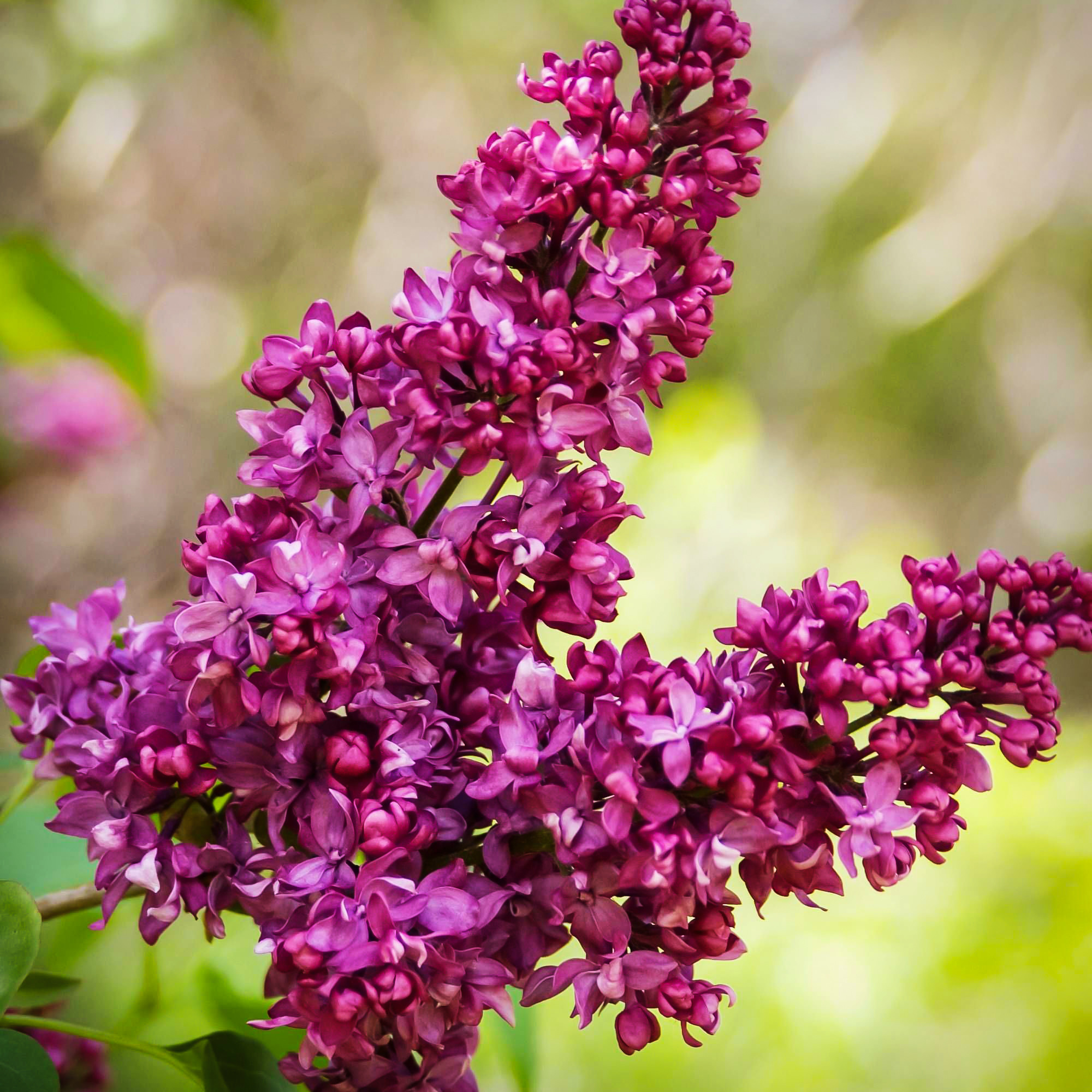 Liliac Charles Joly, arbust ornamental cu inflorescente bogate, de ...