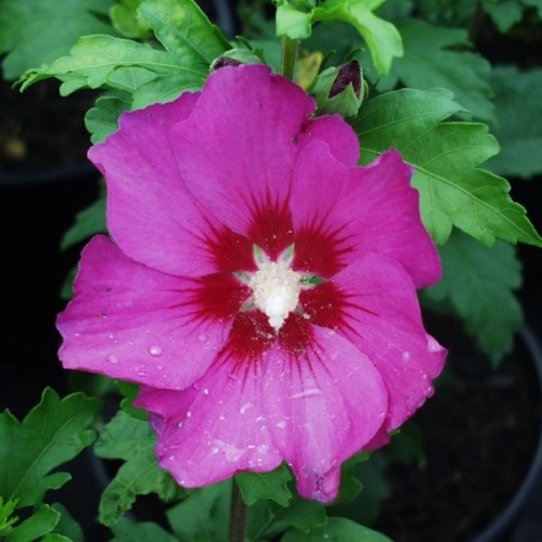 Hibiscus Russian Violet, butasi de Hibiscus syriacus, arbusti cu flori ...