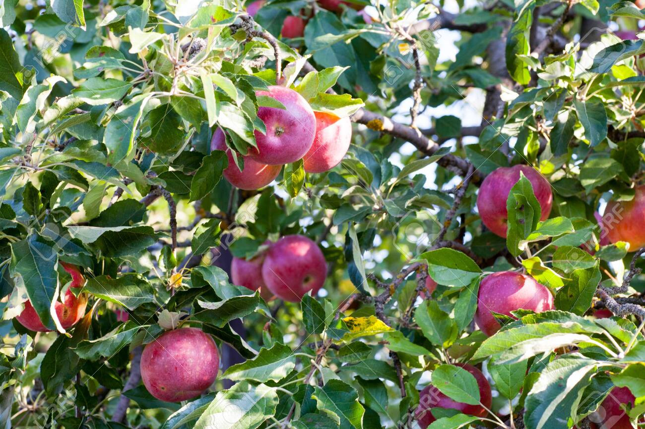 Puiet de Măr Idared, pom fructifer măr cu fructe zemoase, acrisoare, Yurta