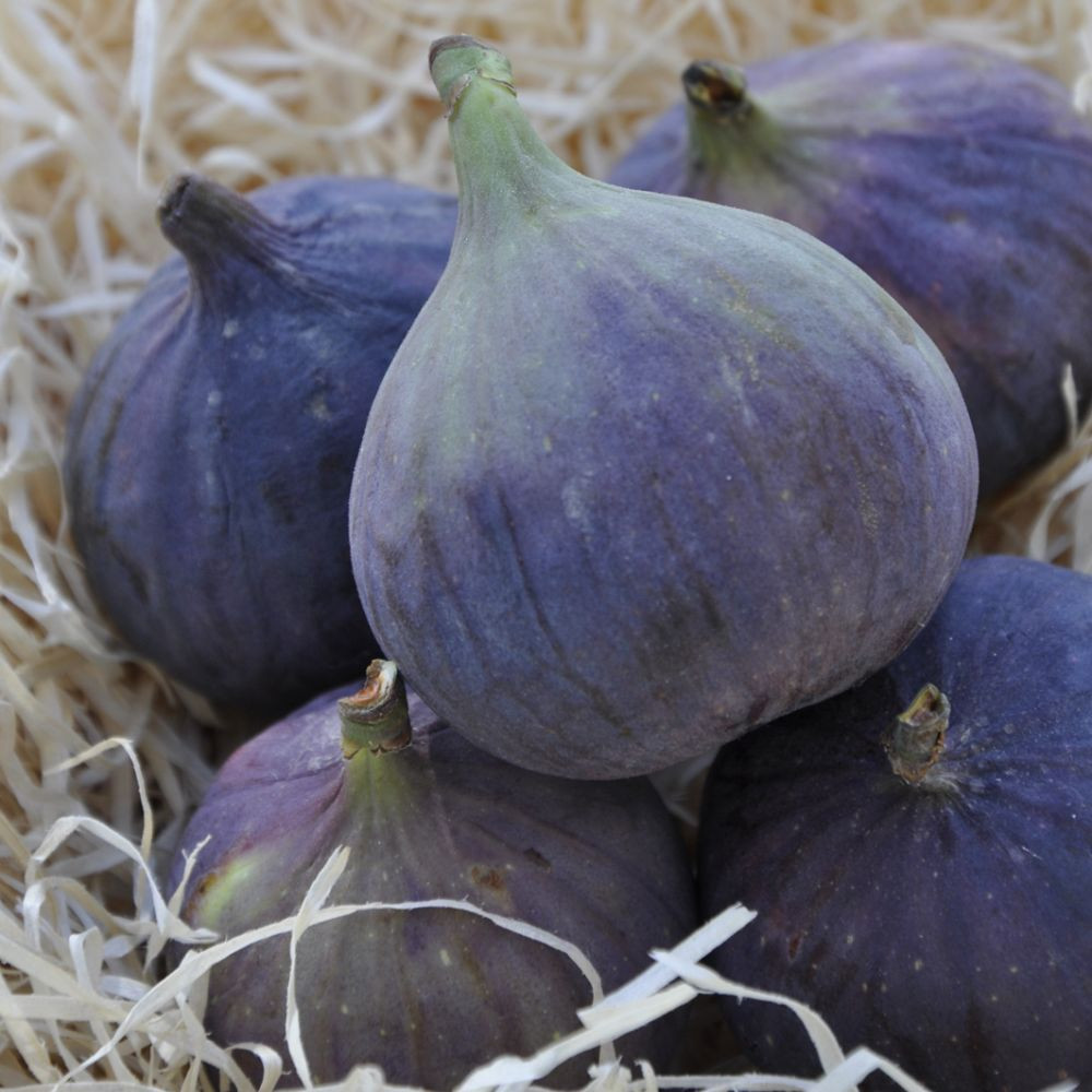 Smochin Panino dell'Abate (ghiveci 3 l), butasi de smochini fructe ...