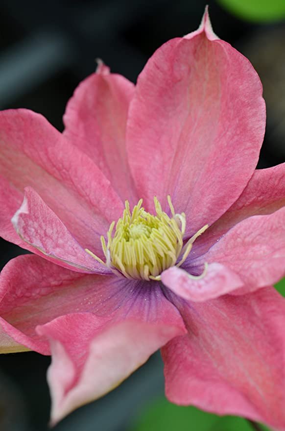 Clematite Little Mermaid (1.5 m in ghiveci de 2 L) tufa ornamentala ...