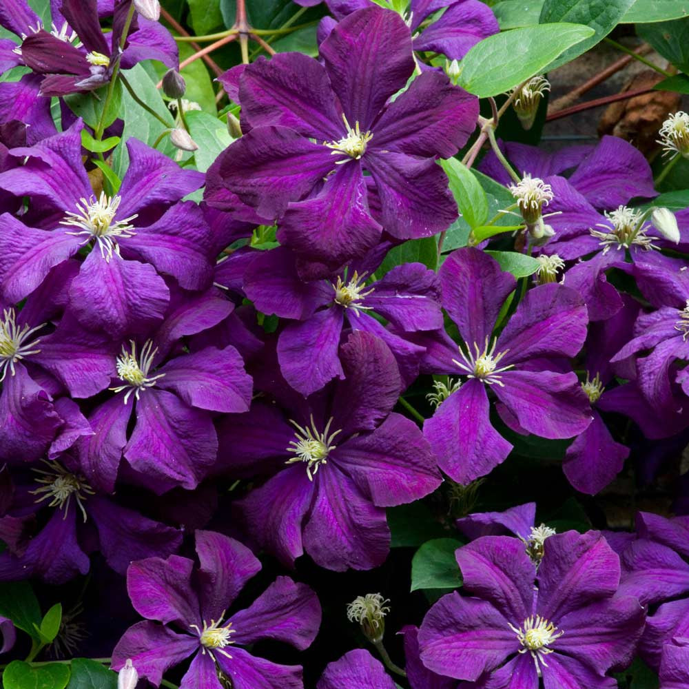 Clematite Etoile Violette (1.5 m in ghiveci de 2 L) tufa ornamentala ...
