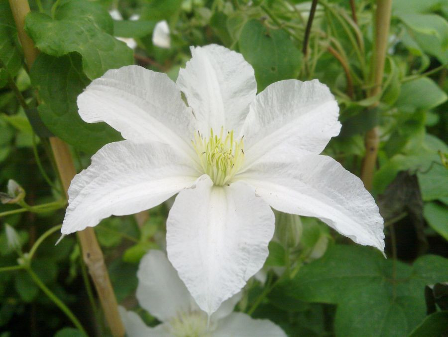 Clematite John Huxtable (1.5 m in ghiveci de 2 L) tufa ornamentala ...