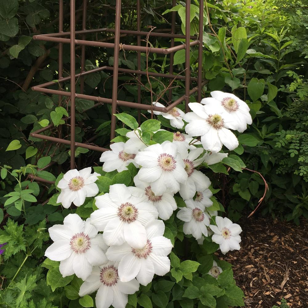 Clematite Krolowa Jadwiga (1.5 m in ghiveci de 2 L), tufa ornamentala ...