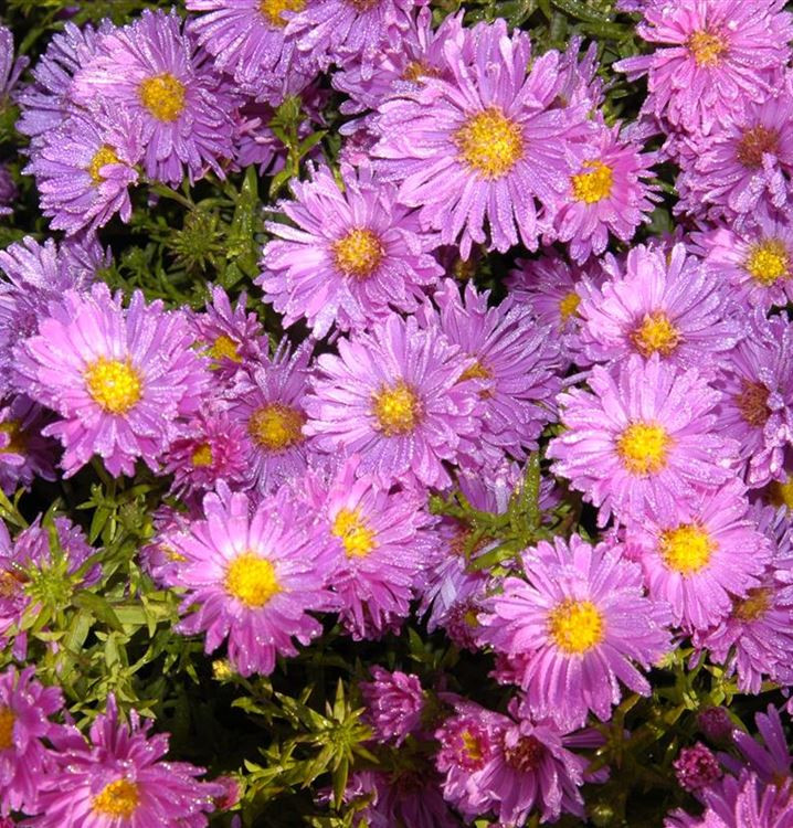 Aster alpinus Happy End (in ghiveci de 1 L), rasad de Ochiul Boului cu ...