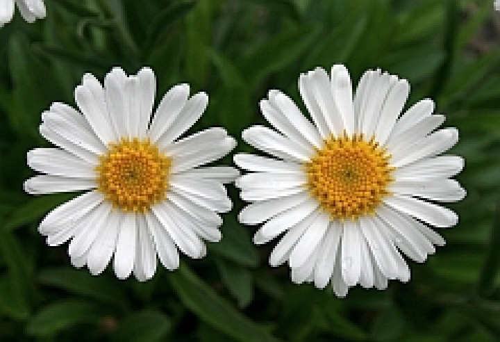 Aster alpinus White (in ghiveci de 1 L), rasad de Ochiul Boului cu ...